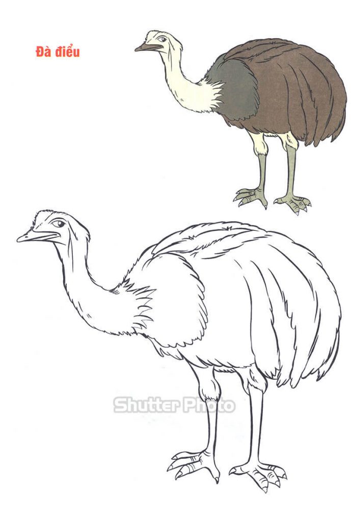 27+ Tranh tô màu con đà điểu ngộ nghĩnh đáng yêu Update 2025
