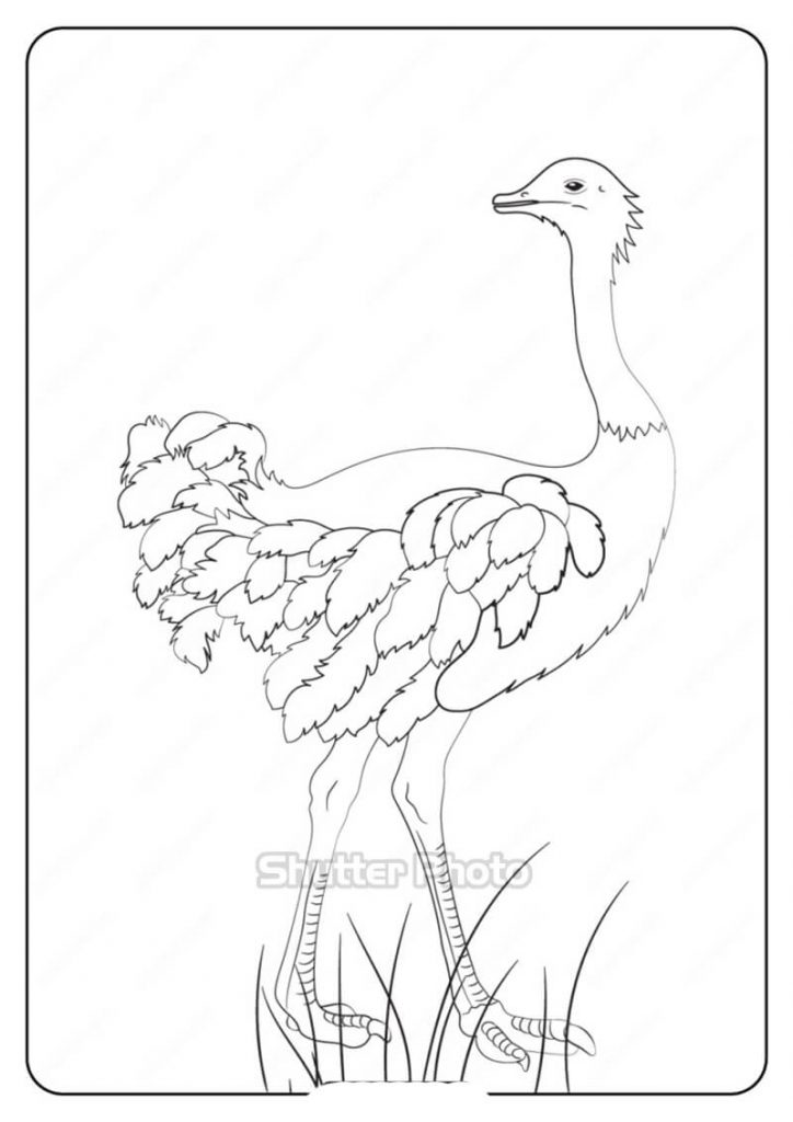 27+ Tranh tô màu con đà điểu ngộ nghĩnh đáng yêu Update 2025