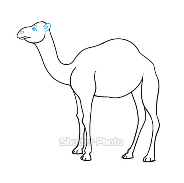 37+ Tranh tô màu con lạc đà đẹp nhất dễ tải dễ in Update 2025