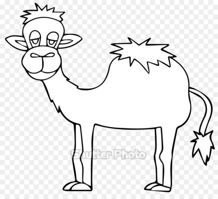 37+ Tranh tô màu con lạc đà đẹp nhất dễ tải dễ in Update 2025
